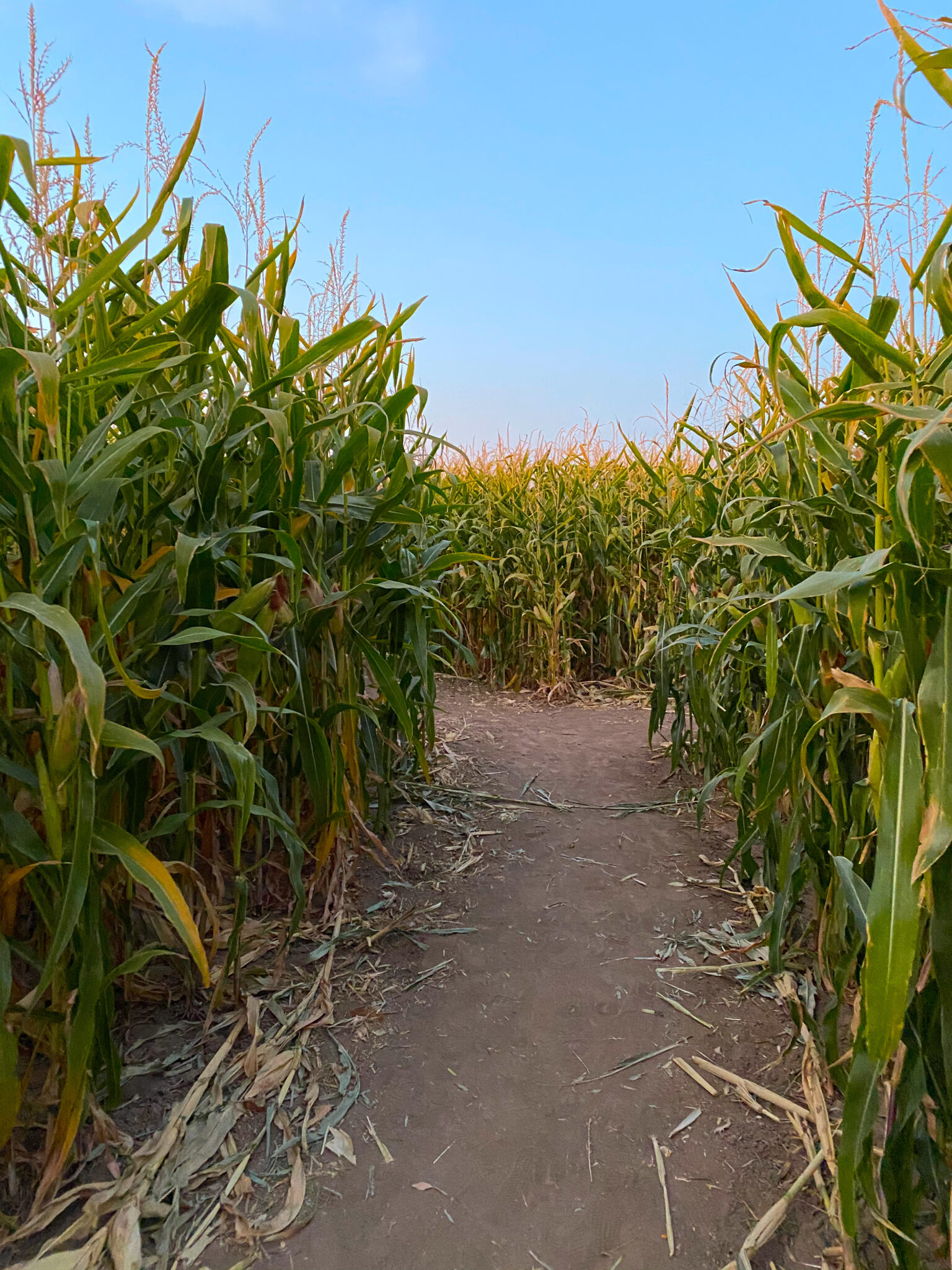 Gallery – Glen Rays Corn Maze